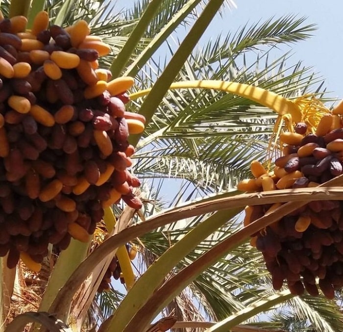 Premium Iranian Dates Supplier: Mazafati, Piarom &More | MFT